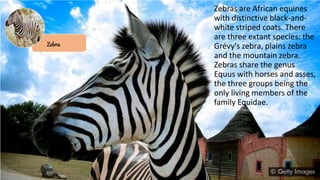 Zoo.presentation1 | PPTX | Large Animals | Pets