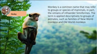 Zoo.presentation1 | PPTX | Large Animals | Pets