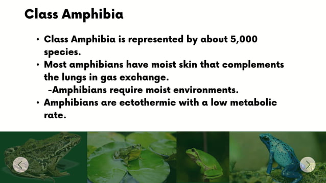 ZOO.REPORTING.pptxz zoo zoology amphibians | PPTX