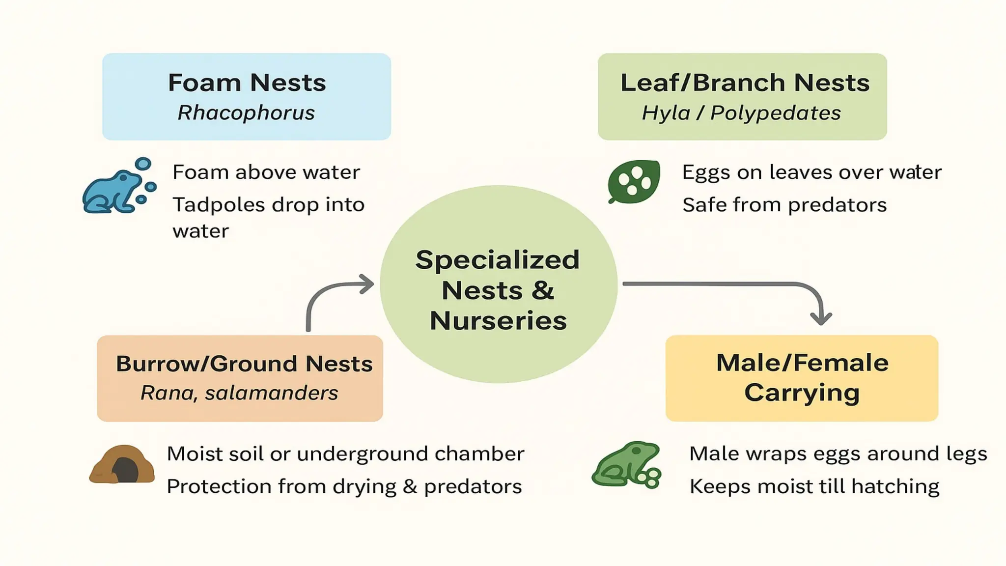 ZOO.pptx zoo ppt amphibia and parental care zoology | PPTX