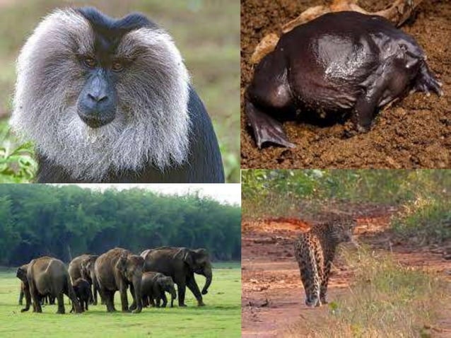 Zoo geographical region of wildlife distribution in india | PPTX ...
