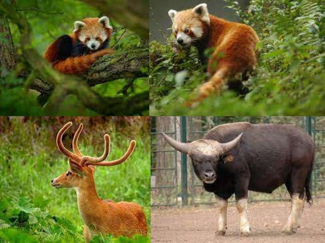 Zoo geographical region of wildlife distribution in india | PPTX ...