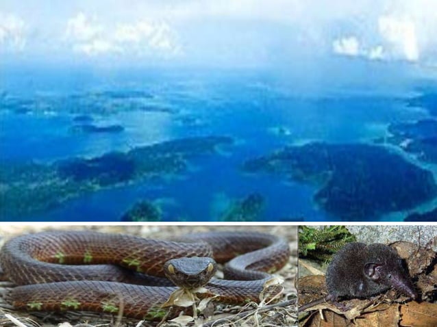 Zoo geographical region of wildlife distribution in india | PPTX ...