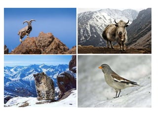 Zoo geographical region of wildlife distribution in india | PPTX