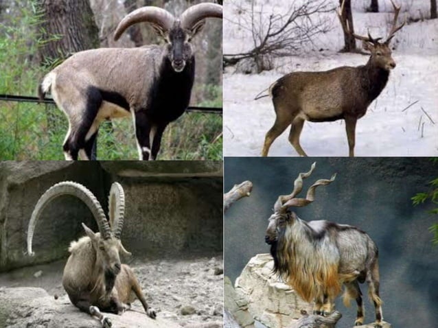 Zoo geographical region of wildlife distribution in india | PPTX ...