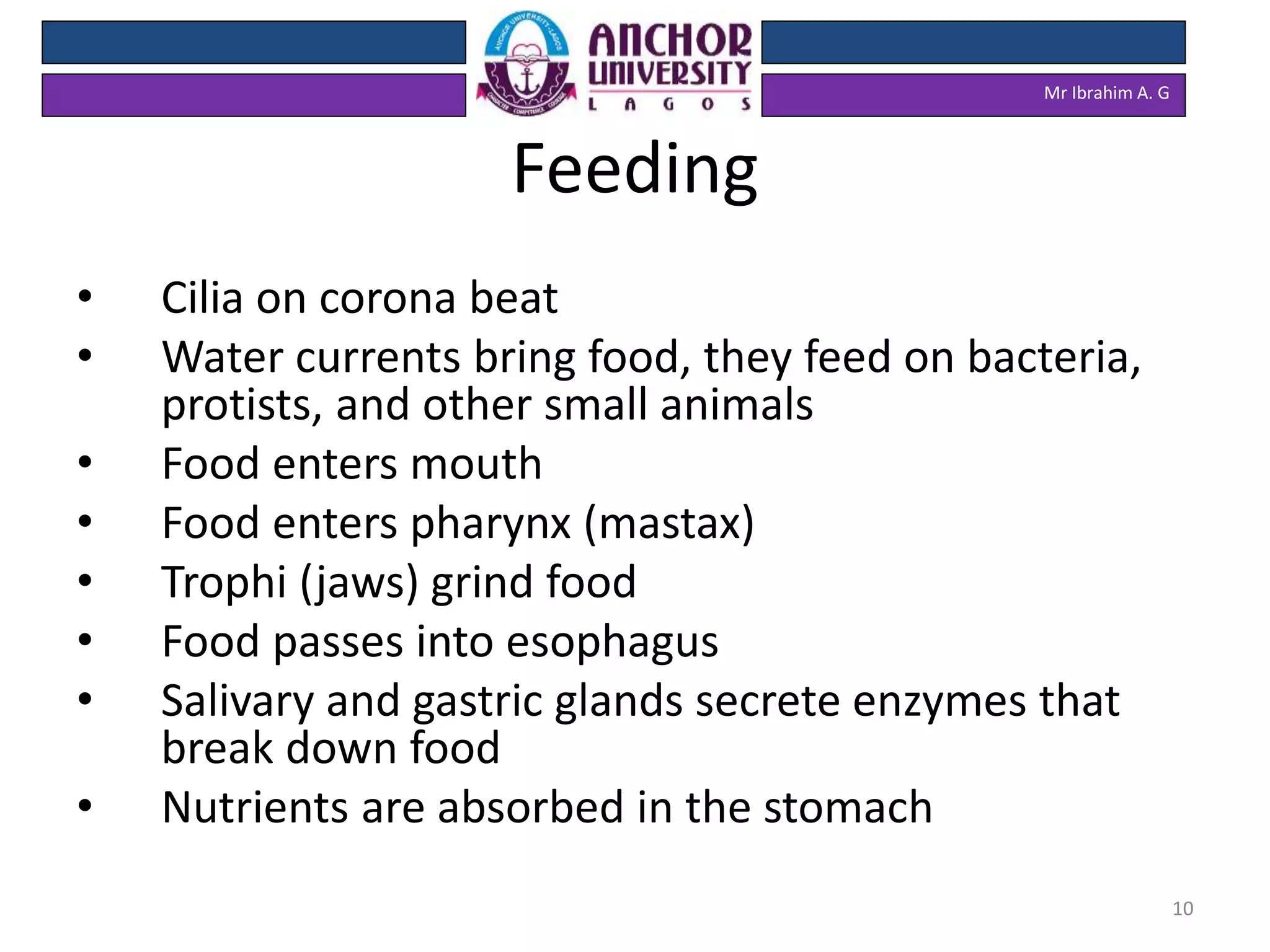 Rotifers | PPT