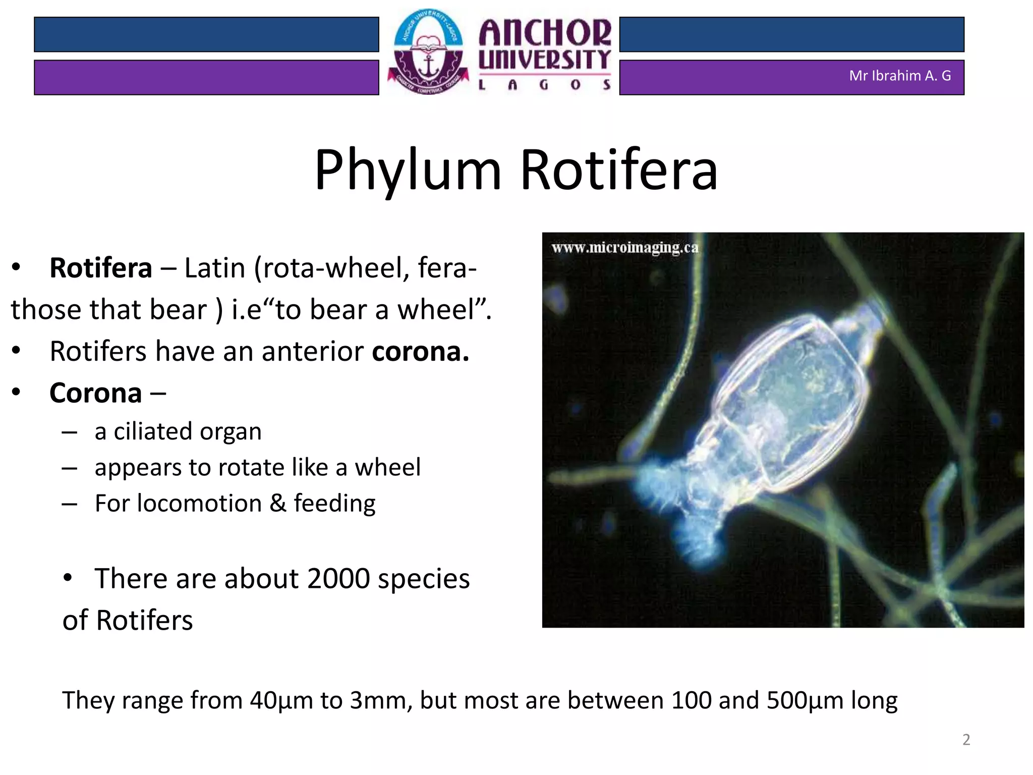 Rotifers | PPT