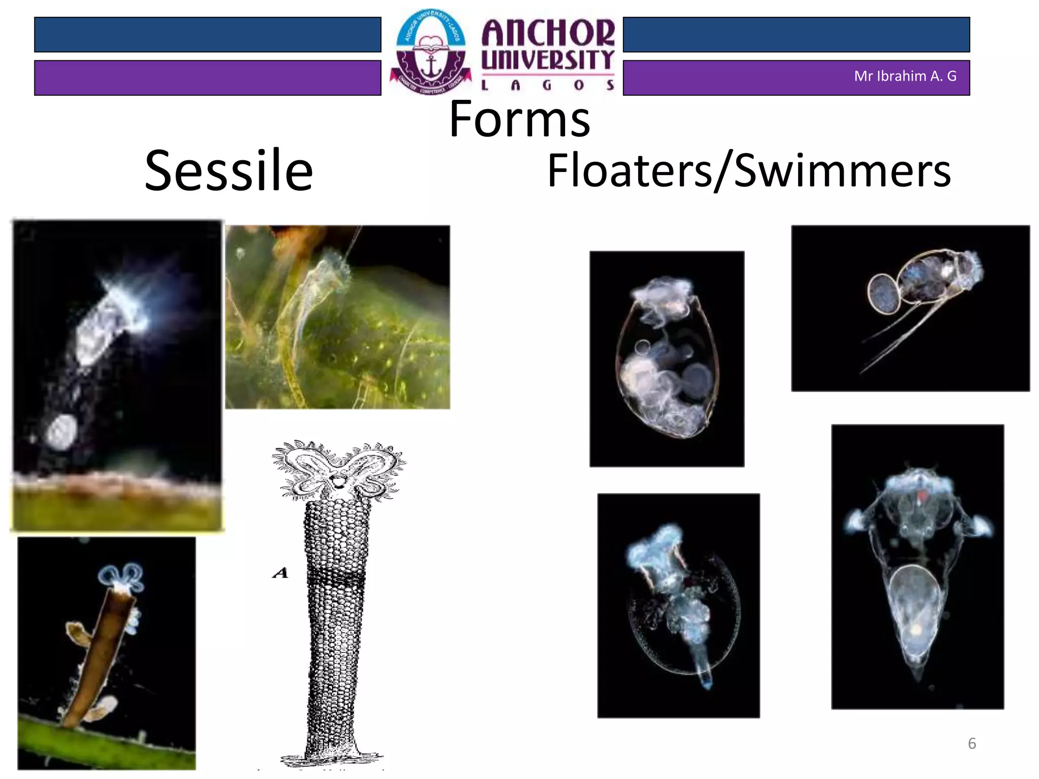 Rotifers | PPT