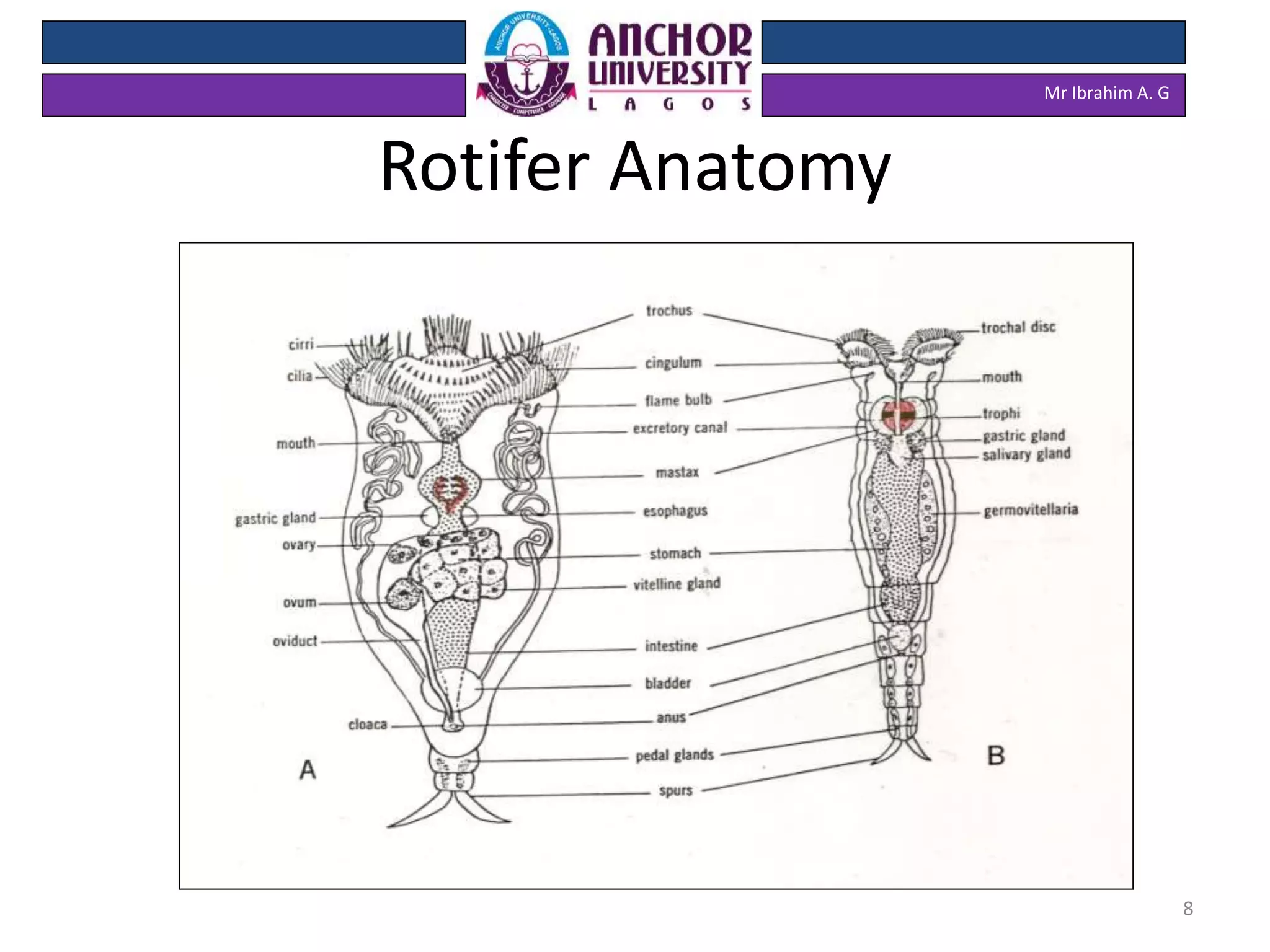 Rotifers | PPT