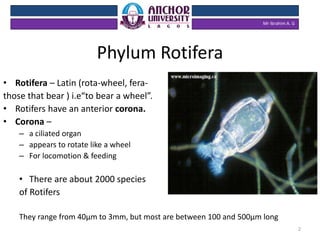 Rotifers | PPT