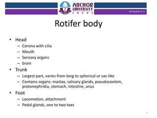 Rotifers | PPT