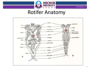 Rotifers | PPT