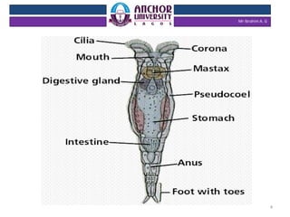 Labeled Rotifer Diagram