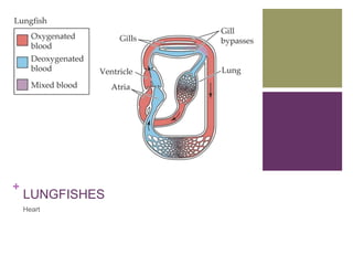 Lungfish Circulatory System