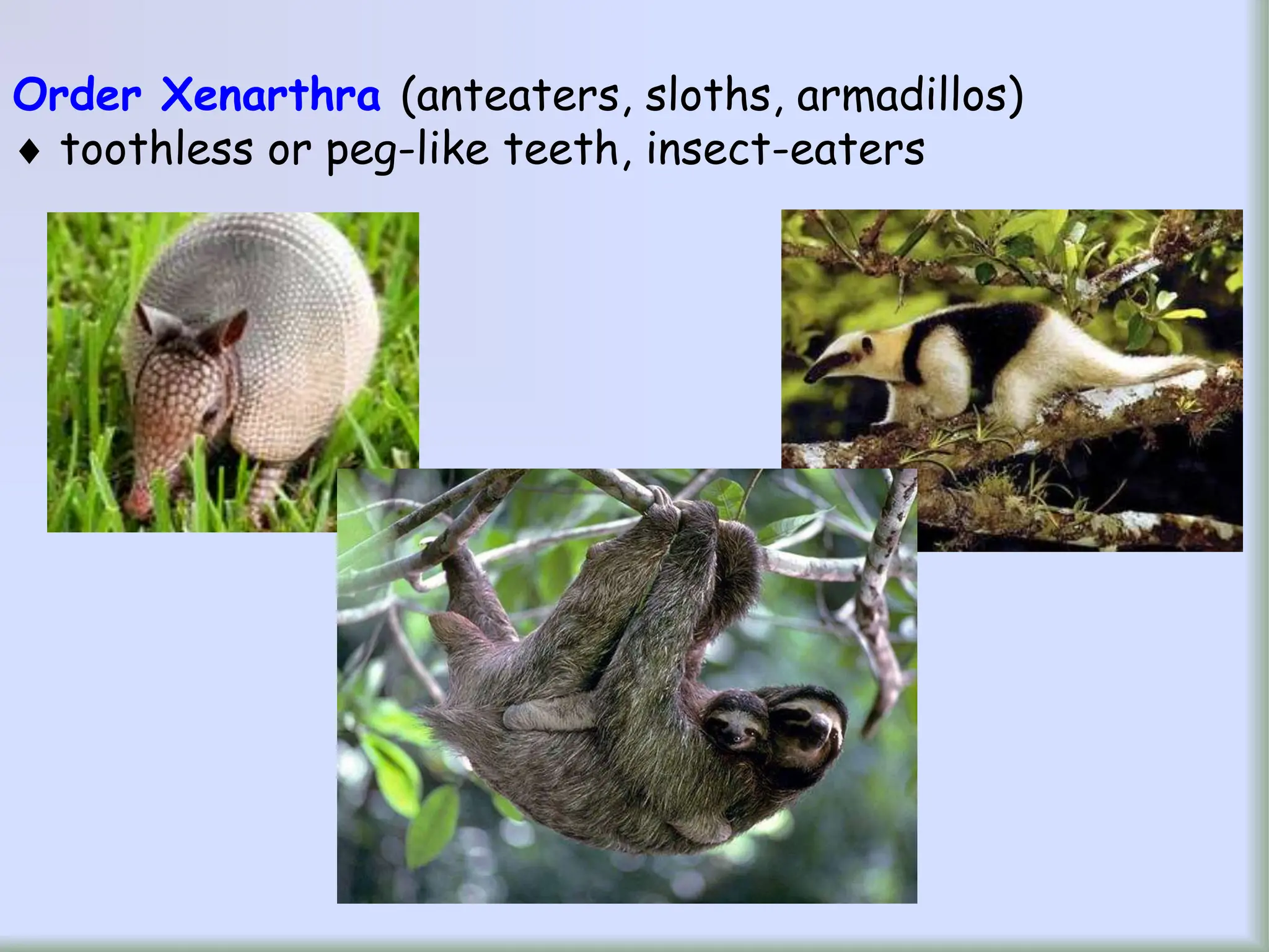 ZOO 8 - Diversity of Mammals and classes of Mammals | PPT | Reptiles | Pets