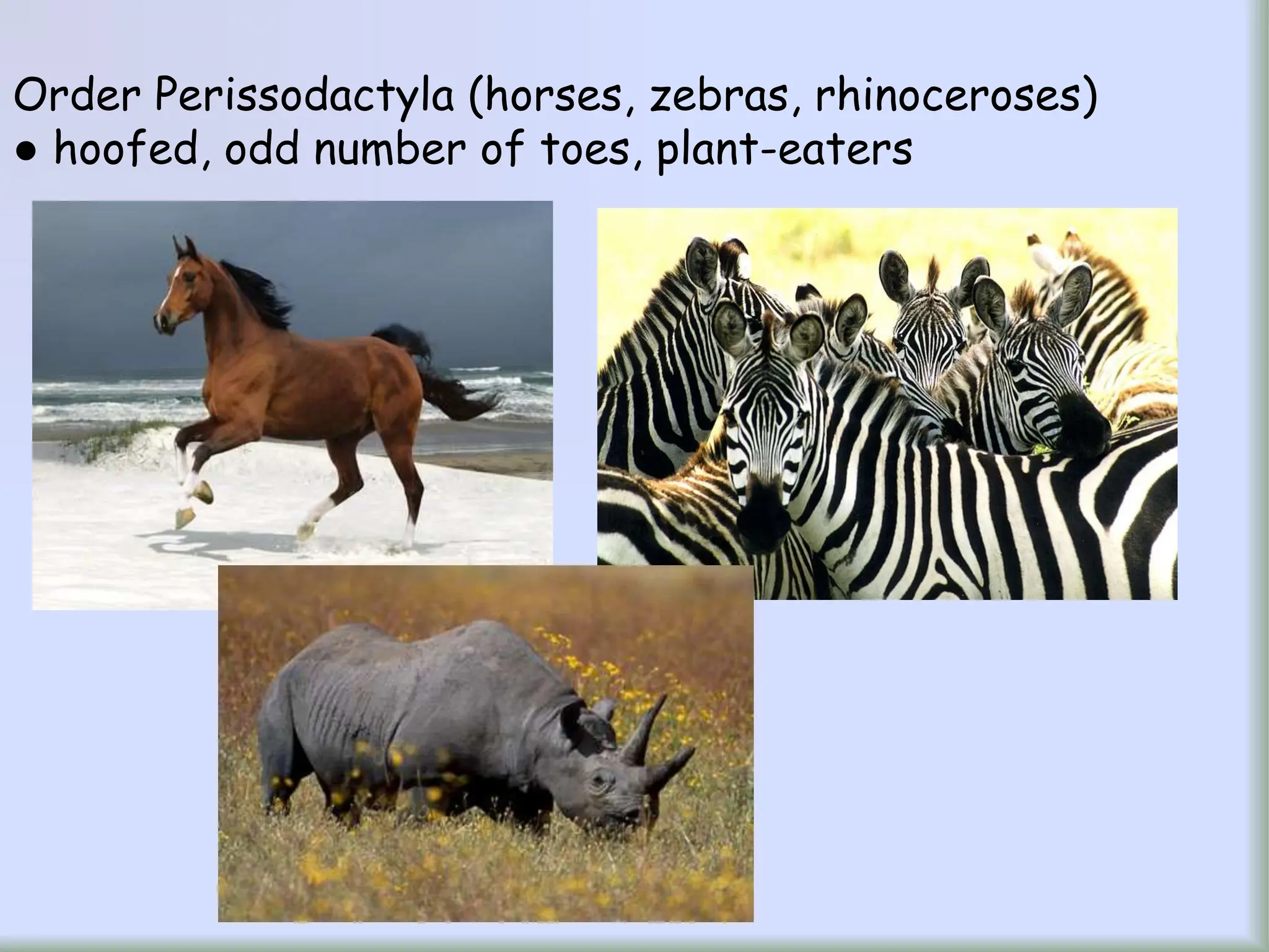 ZOO 8 - Diversity of Mammals and classes of Mammals | PPT