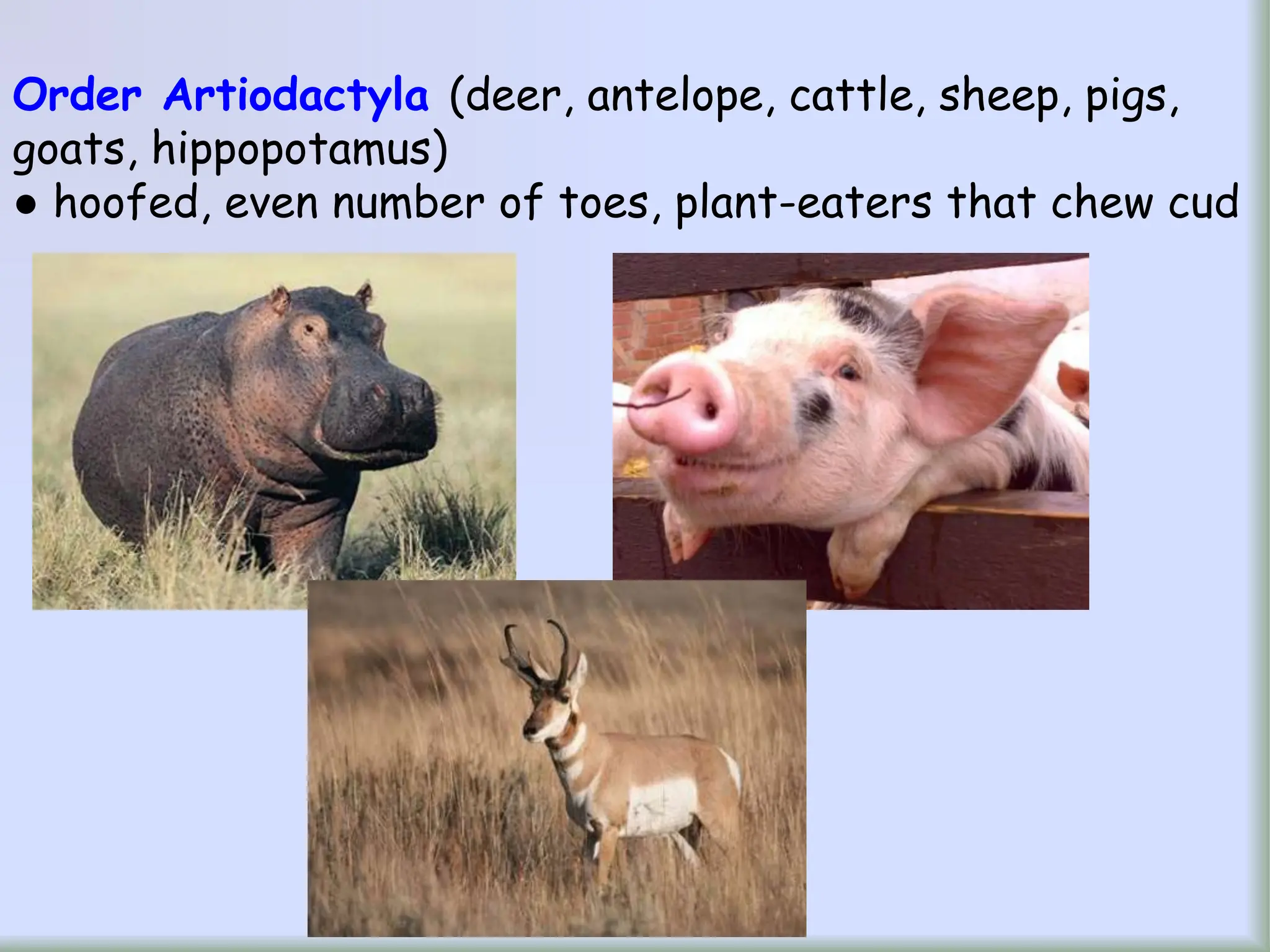 ZOO 8 - Diversity of Mammals and classes of Mammals | PPT