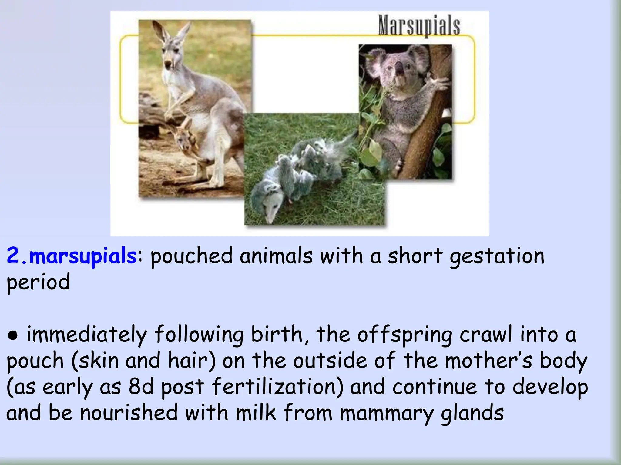 ZOO 8 - Diversity of Mammals and classes of Mammals | PPT