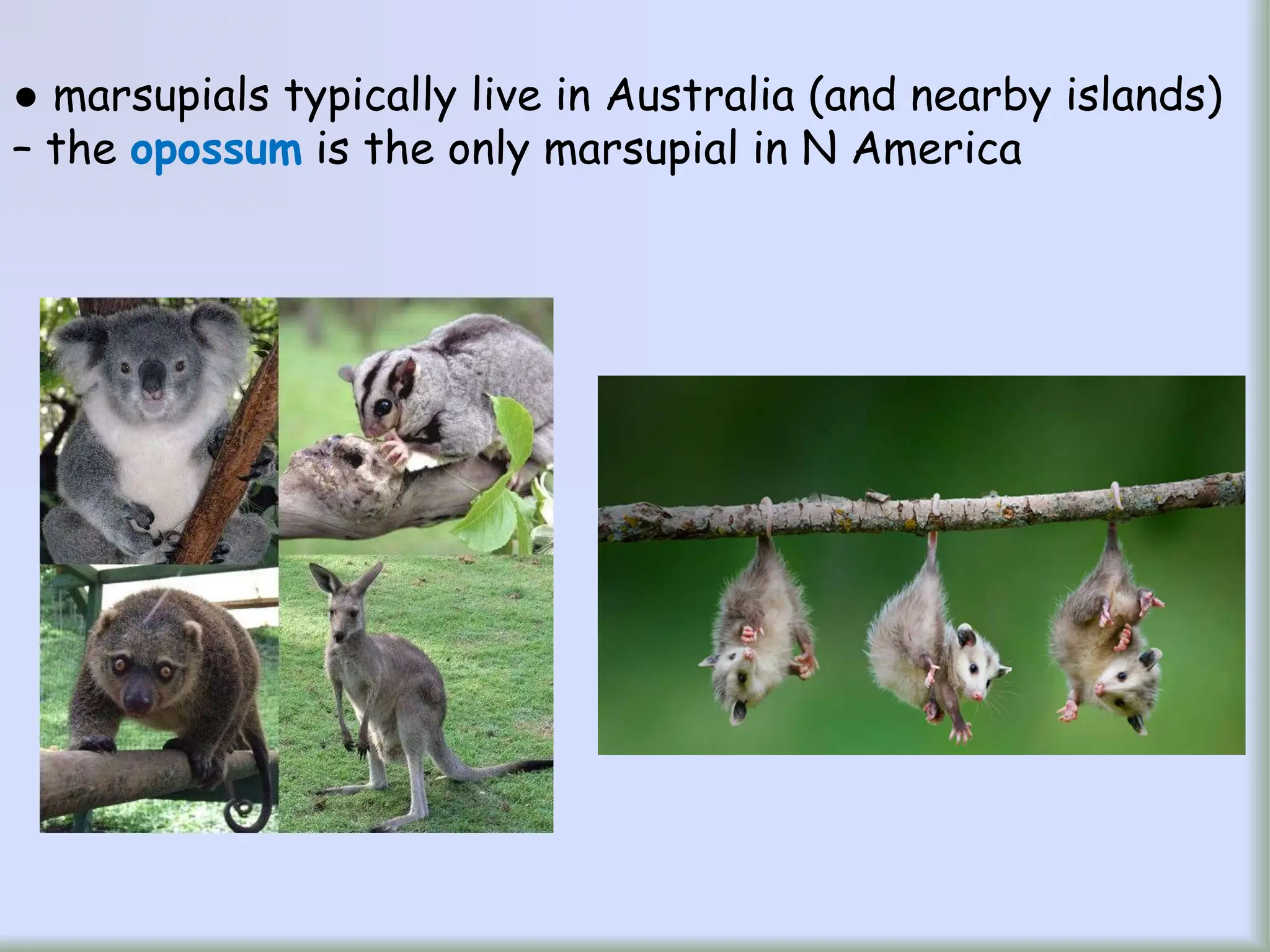 ZOO 8 - Diversity of Mammals and classes of Mammals | PPT
