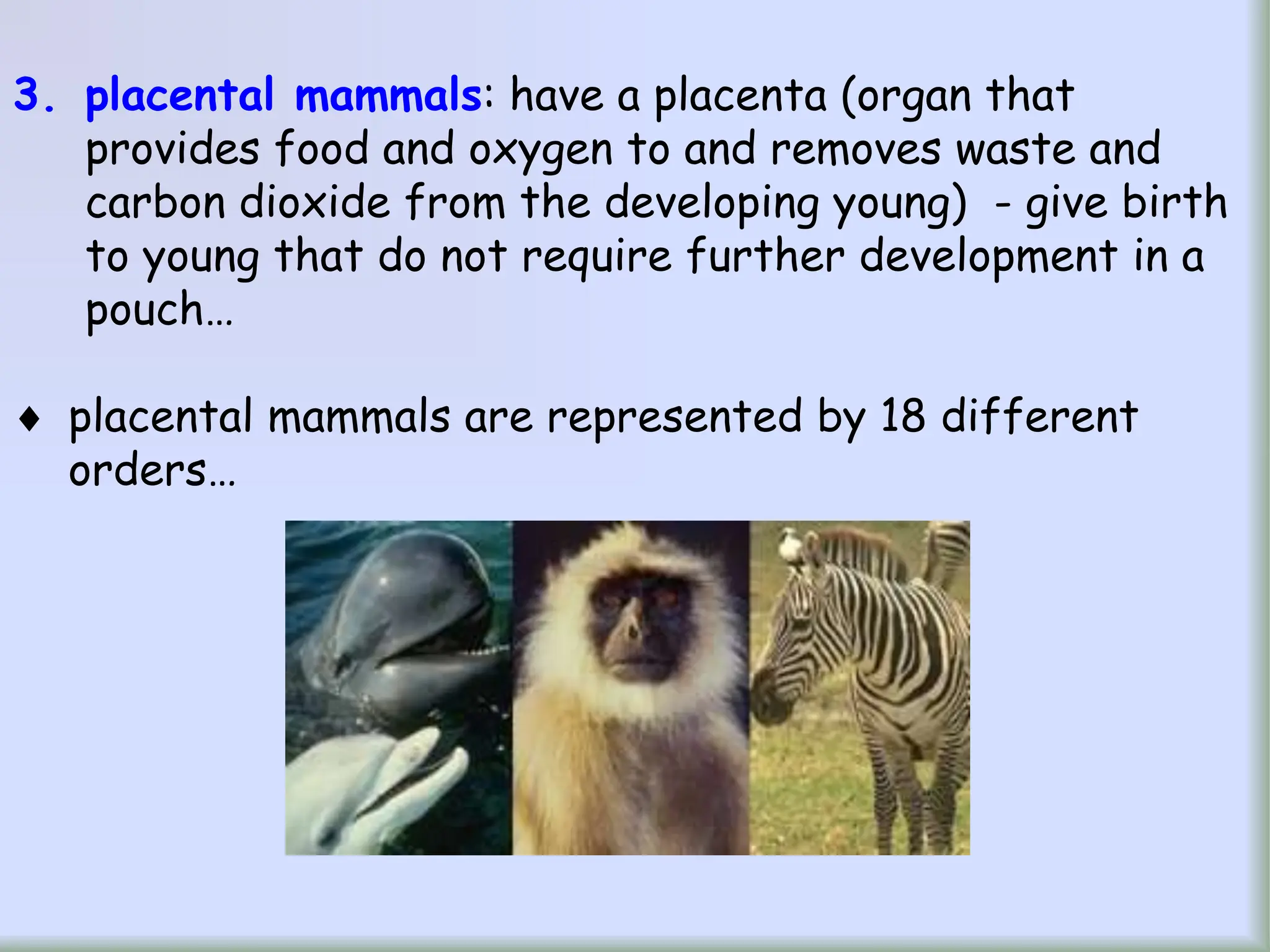 ZOO 8 - Diversity of Mammals and classes of Mammals | PPT