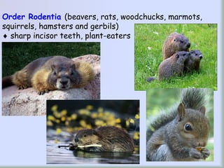 ZOO 8 - Diversity of Mammals and classes of Mammals | PPT