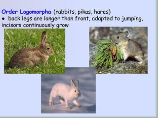 ZOO 8 - Diversity of Mammals and classes of Mammals | PPT