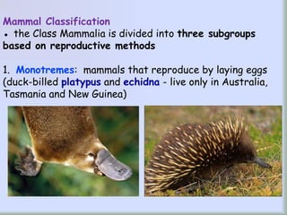 ZOO 8 - Diversity of Mammals and classes of Mammals | PPT