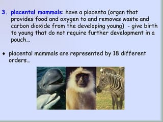 ZOO 8 - Diversity of Mammals and classes of Mammals | PPT