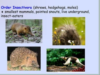 ZOO 8 - Diversity of Mammals and classes of Mammals | PPT
