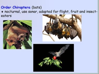 ZOO 8 - Diversity of Mammals and classes of Mammals | PPT