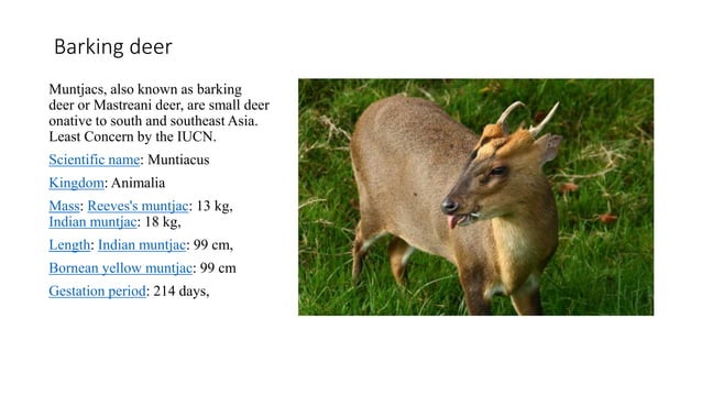 Zoo and Wild Animal.pptx | Reptiles | Pets