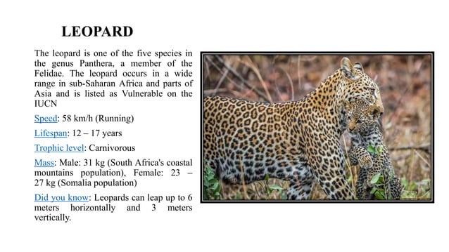 Zoo and Wild Animal.pptx | Reptiles | Pets