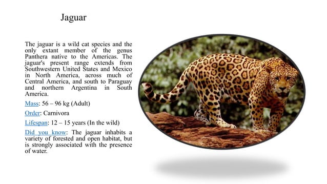 Zoo and Wild Animal.pptx | Reptiles | Pets