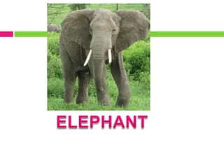 Zoo Animals | PPTX