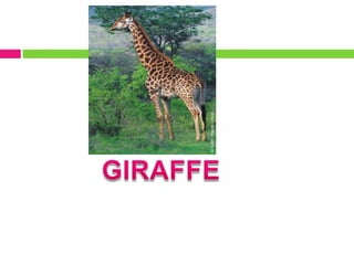 Zoo Animals | PPTX