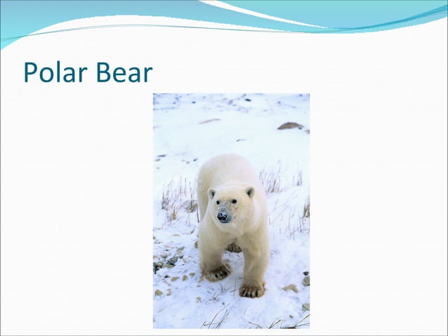 Zoo animals | PPT | Zoos & Aquariums | Attractions