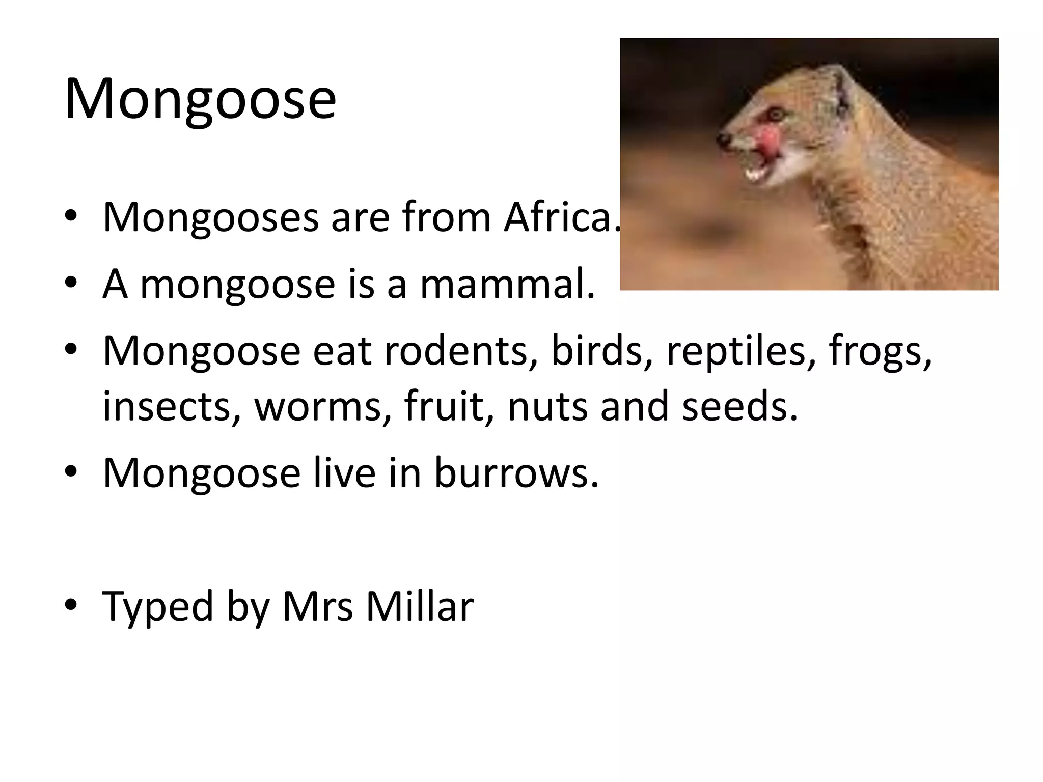 Zoo animals | PPTX | Pets