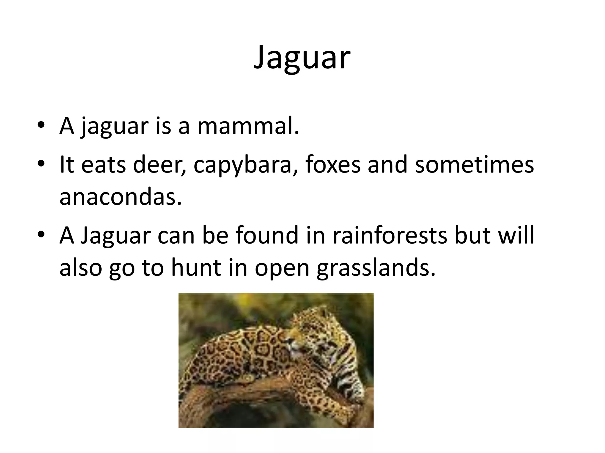 Zoo animals | PPTX | Pets