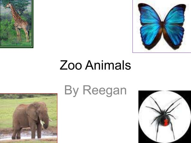 Zoo animals | PPT