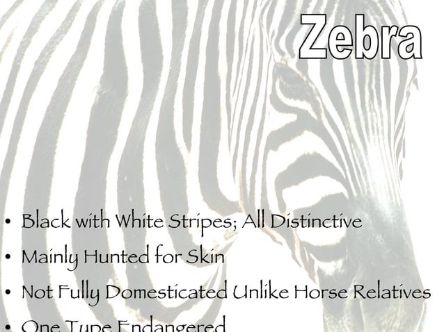 Zoo Animals - Final Project | PPT | Large Animals | Pets