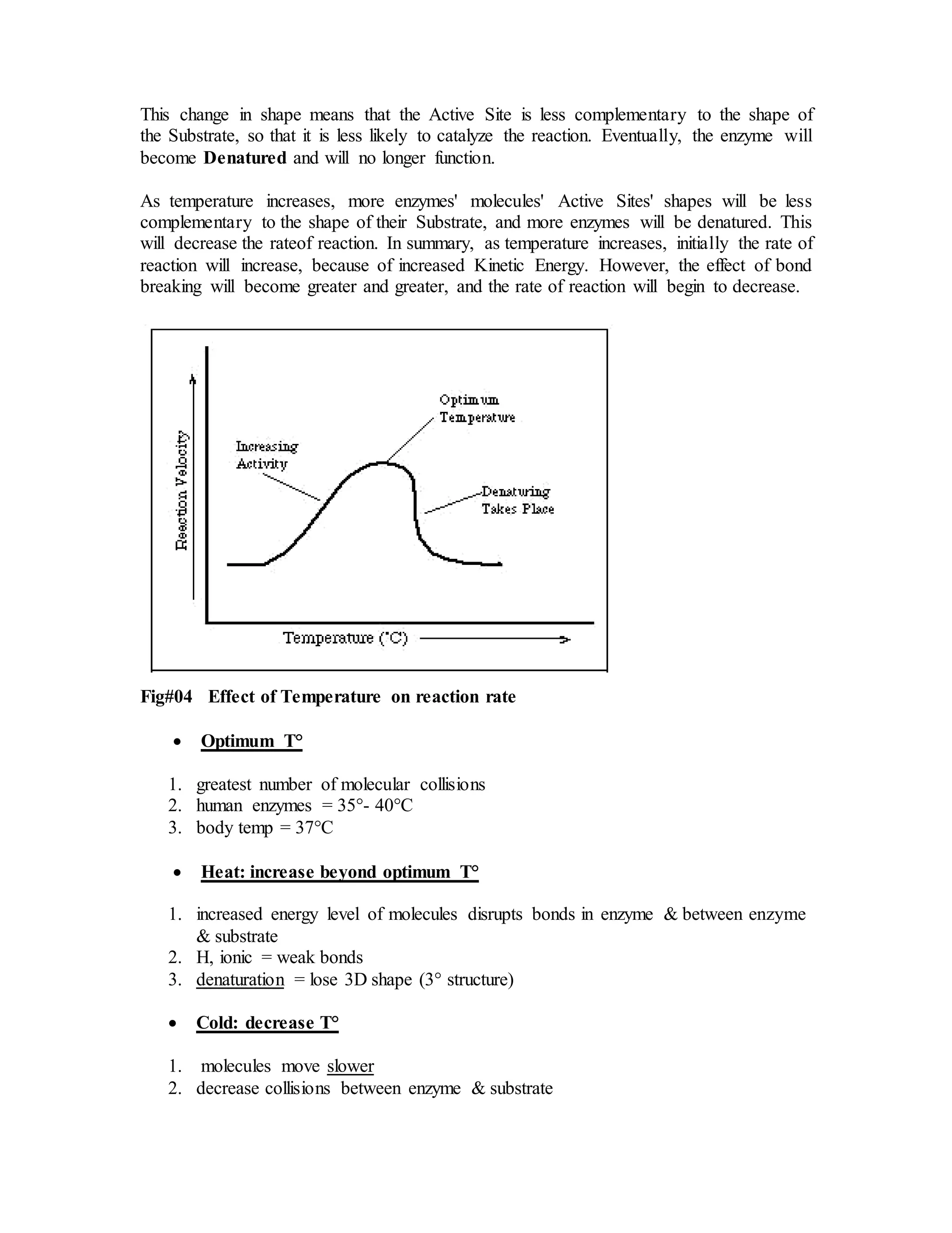 FACTORS AFFECTING ENZYME ACTIVITY | DOCX