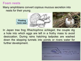 Zoo CC305 Parental Care in Amphibians.pdf