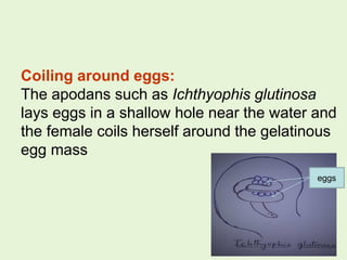 Zoo CC305 Parental Care in Amphibians.pdf