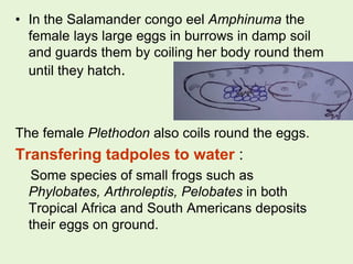 Zoo CC305 Parental Care in Amphibians.pdf