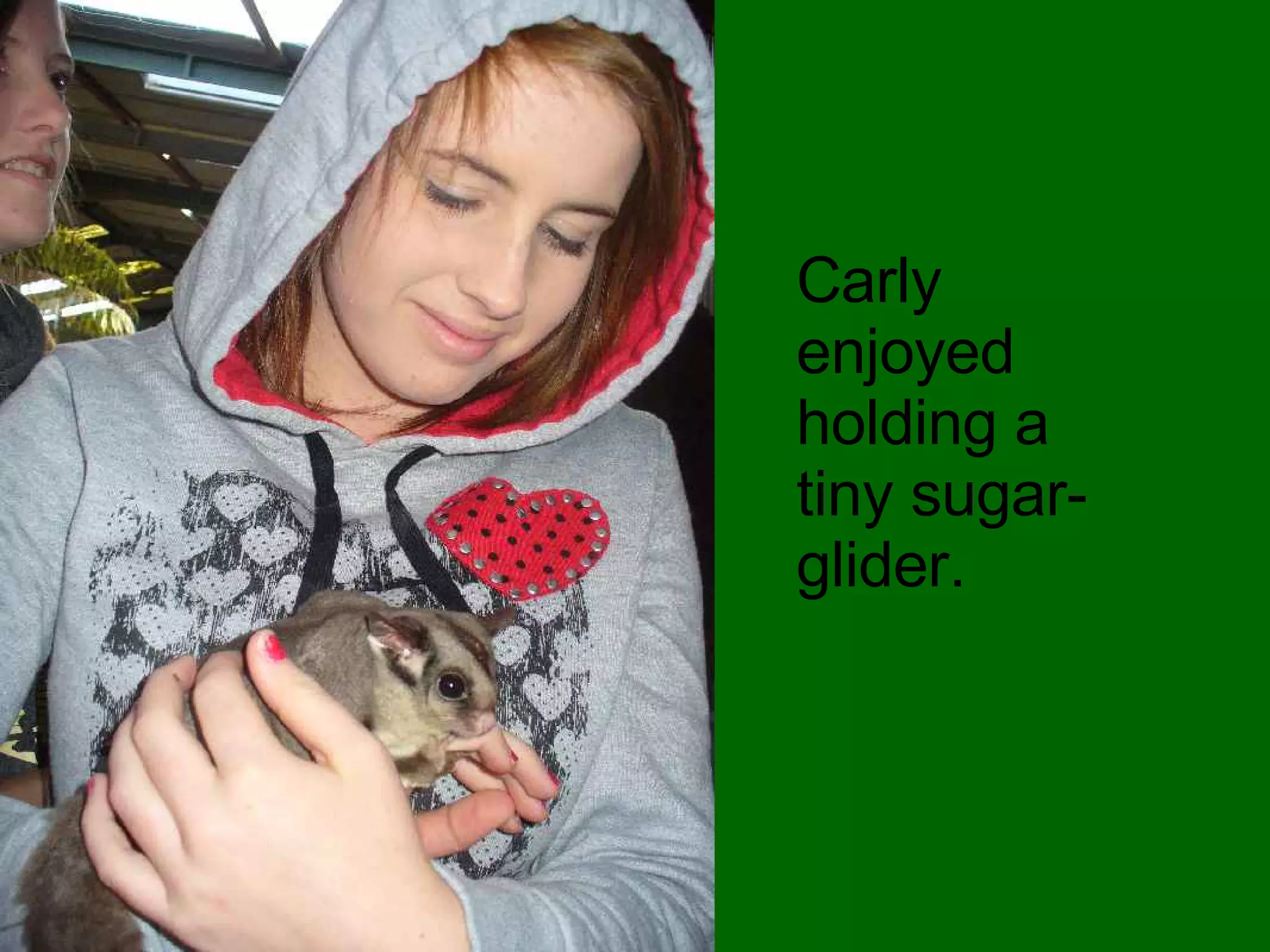 Zoo Doo Wildlife Park | PPT