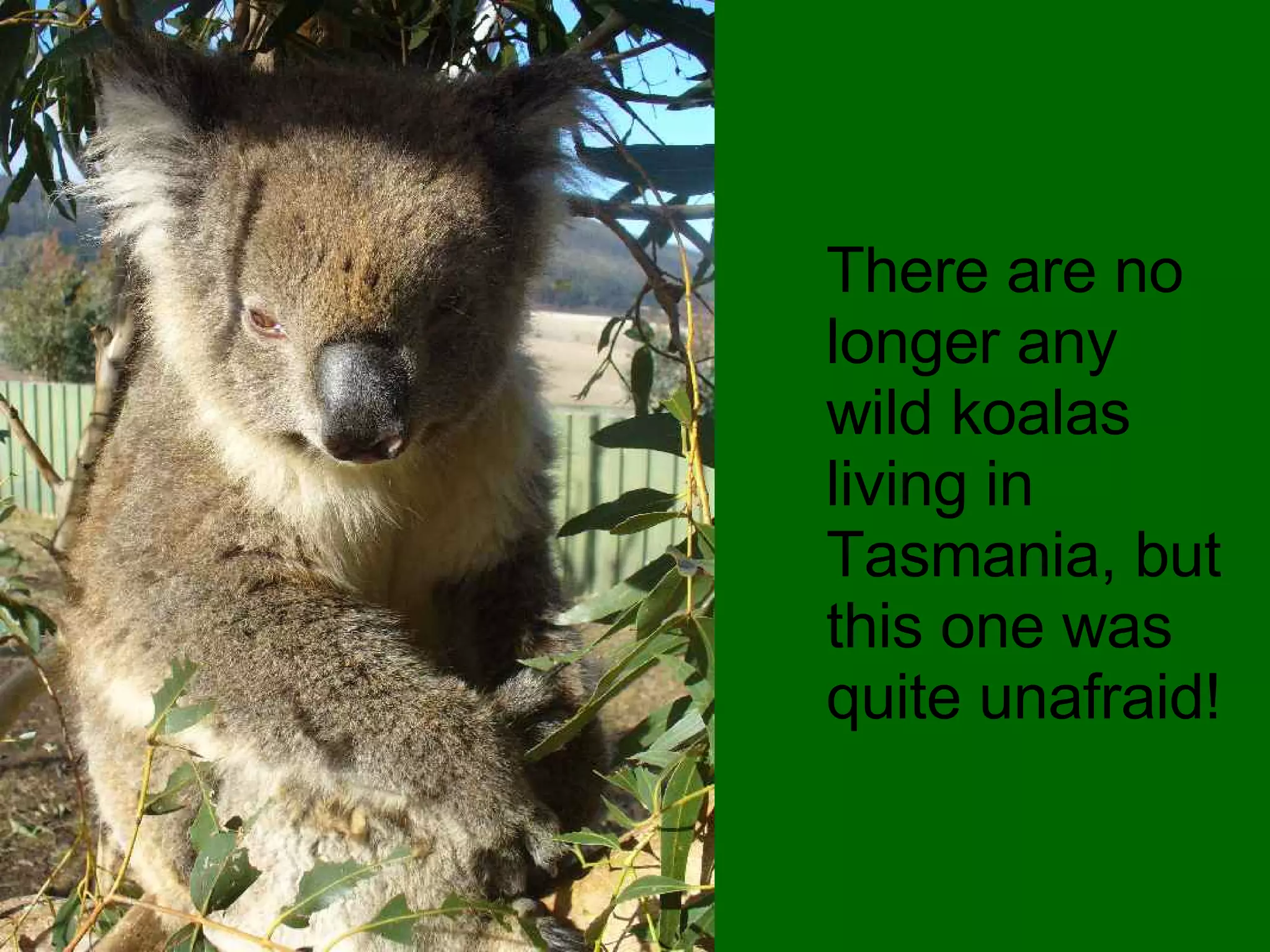 Zoo Doo Wildlife Park | PPT