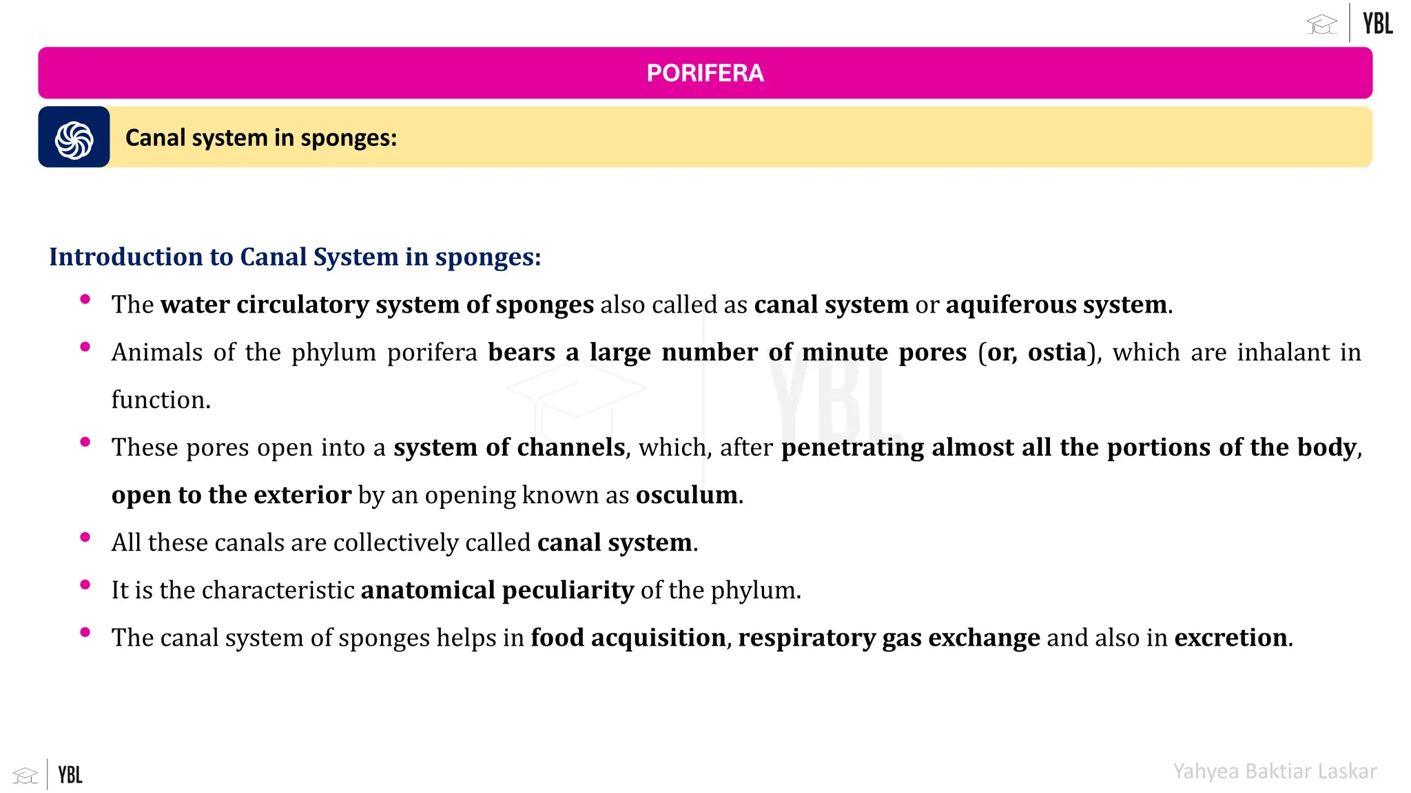 Introduction to Phylum Porifera & Their Canal System | PDF