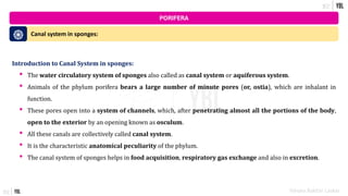 Introduction to Phylum Porifera & Their Canal System | PDF