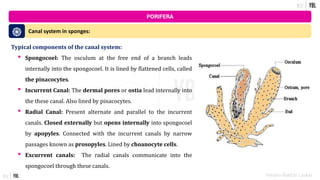 Introduction to Phylum Porifera & Their Canal System | PDF