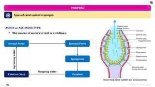Introduction to Phylum Porifera & Their Canal System | PDF